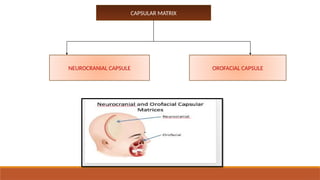 FUNCTIONAL MATRIX THEORY in orthodontics | PPTX