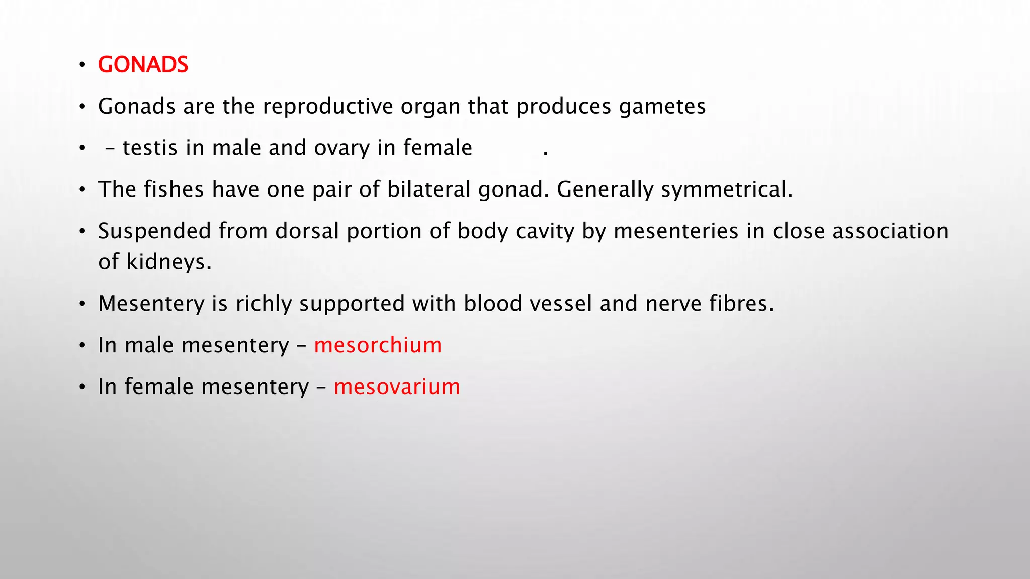 Functional morphology of Gonads.pptx