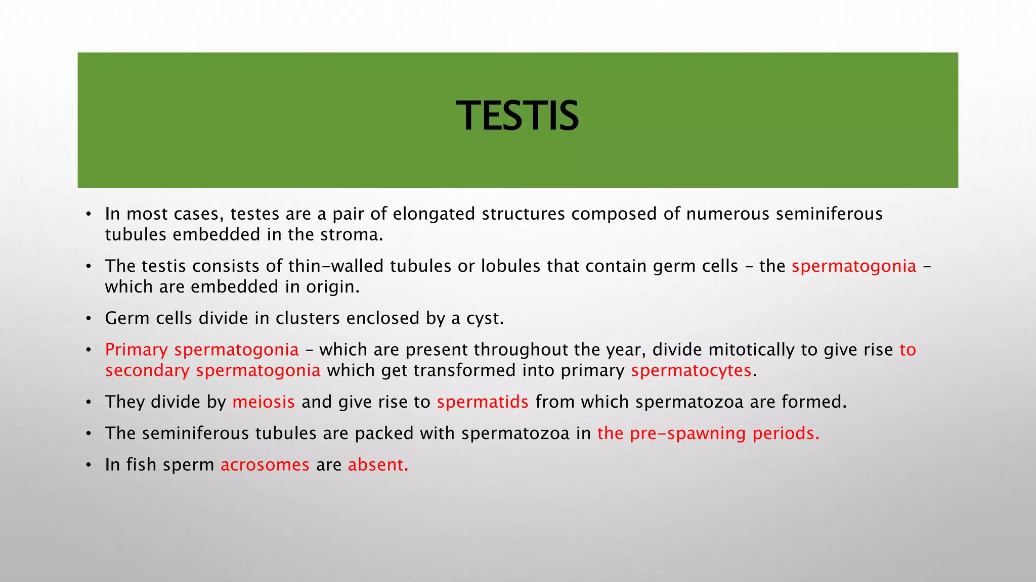 Functional morphology of Gonads.pptx