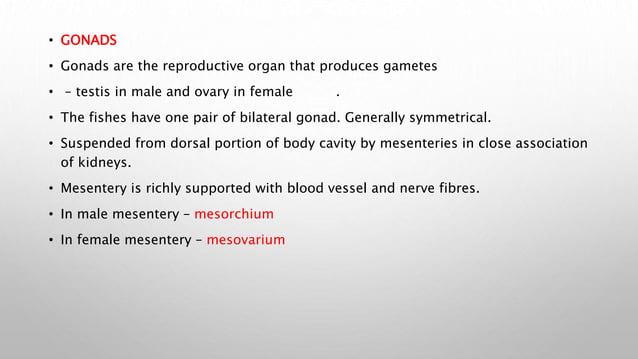 Functional morphology of Gonads.pptx