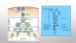 Functional morphology of Gonads.pptx