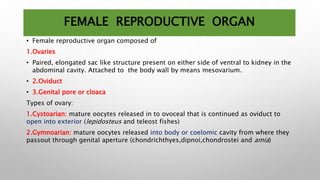 Functional morphology of Gonads.pptx