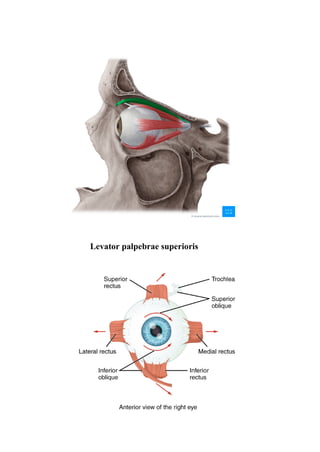 Functional Muscle Testing of Facial Muscles.pdf