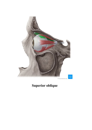 Functional Muscle Testing of Facial Muscles.pdf