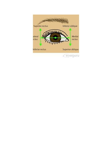 Functional Muscle Testing of Facial Muscles.pdf