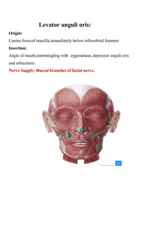 Functional Muscle Testing of Facial Muscles.pdf