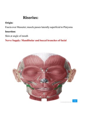 Functional Muscle Testing of Facial Muscles.pdf