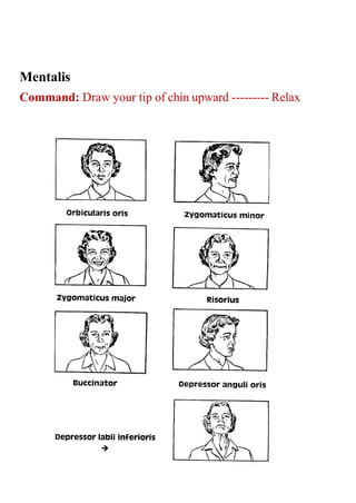 Functional Muscle Testing of Facial Muscles.pdf