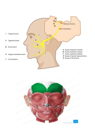 Functional Muscle Testing of Facial Muscles.pdf