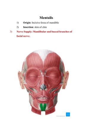 Functional Muscle Testing of Facial Muscles.pdf