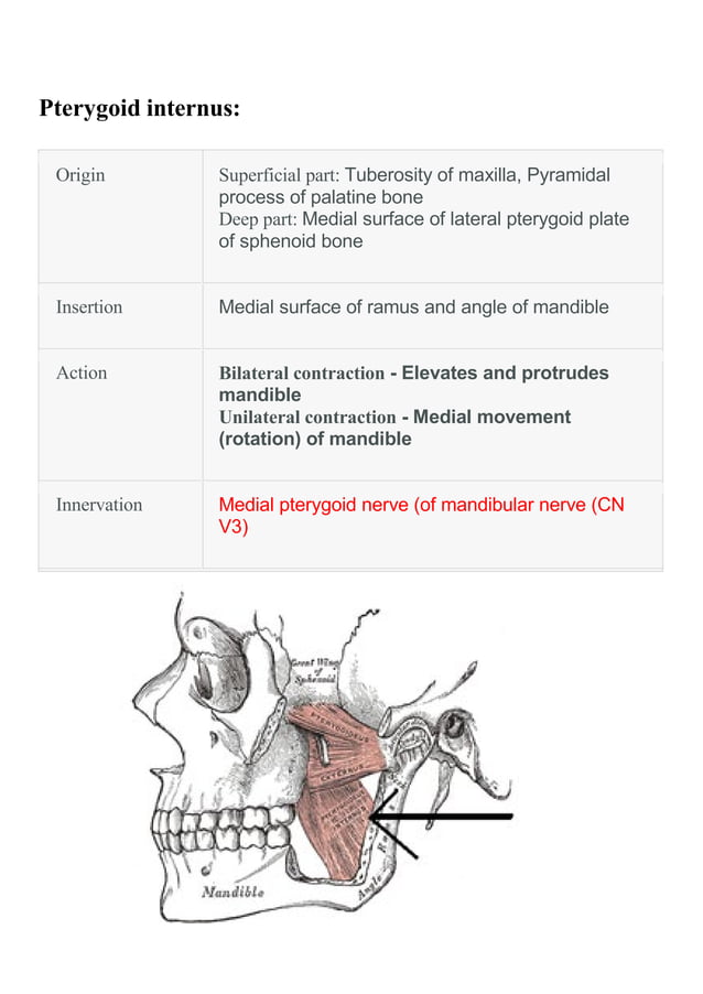 Functional Muscle Testing of Facial Muscles.pdf