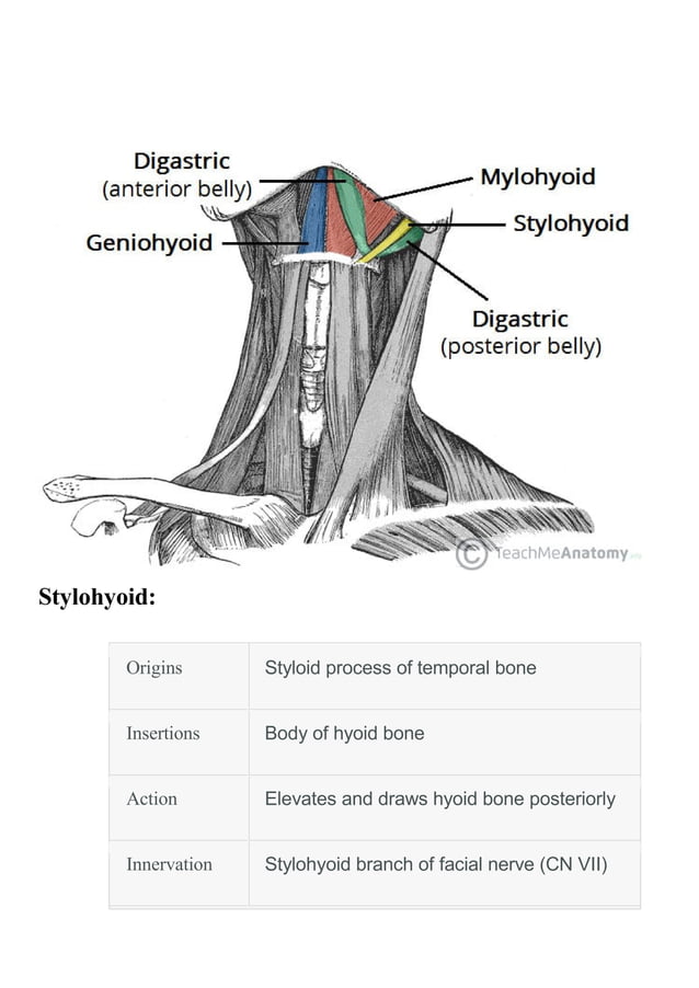 Functional Muscle Testing of Facial Muscles.pdf