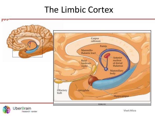 Basics Of Functional Neuroanatomy