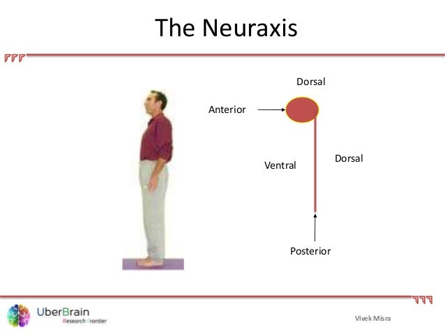 Basics of Functional Neuroanatomy