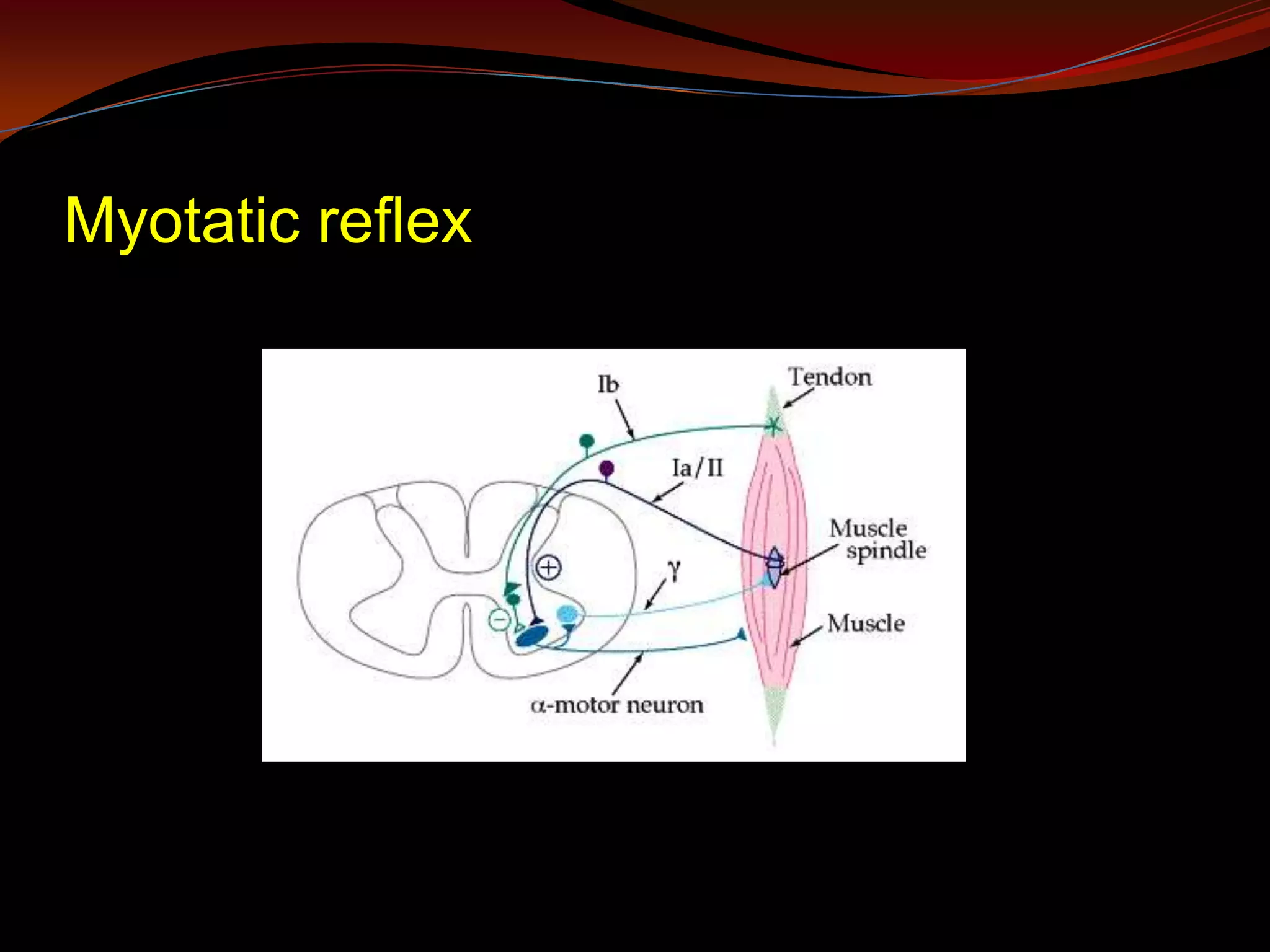 Functional neuroanatomy and physiology of masticatory system | PPTX
