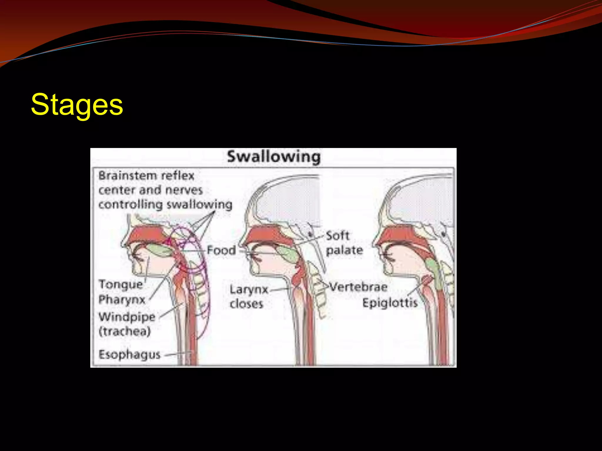 Functional neuroanatomy and physiology of masticatory system | PPTX