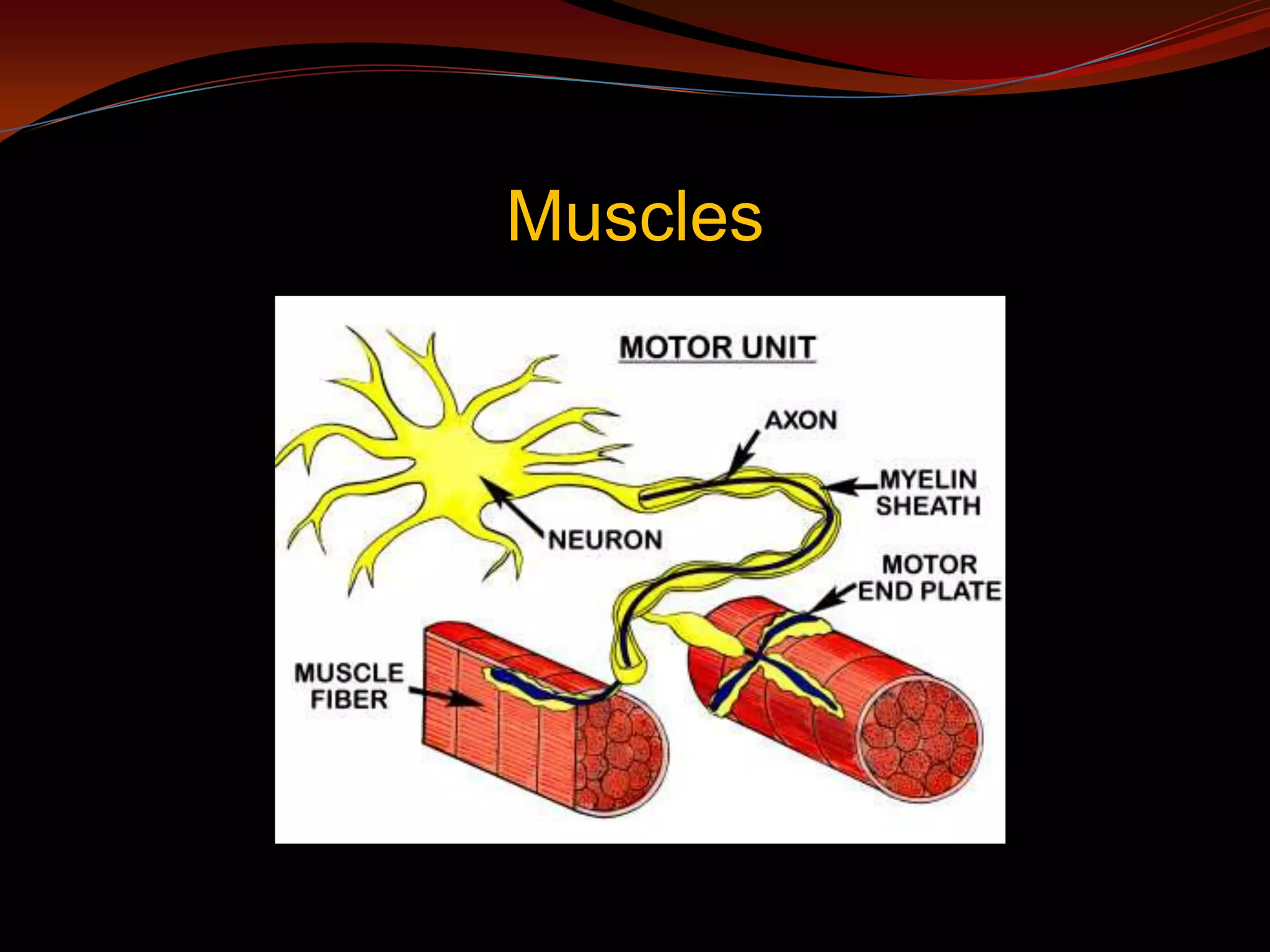Functional neuroanatomy and physiology of masticatory system | PPTX