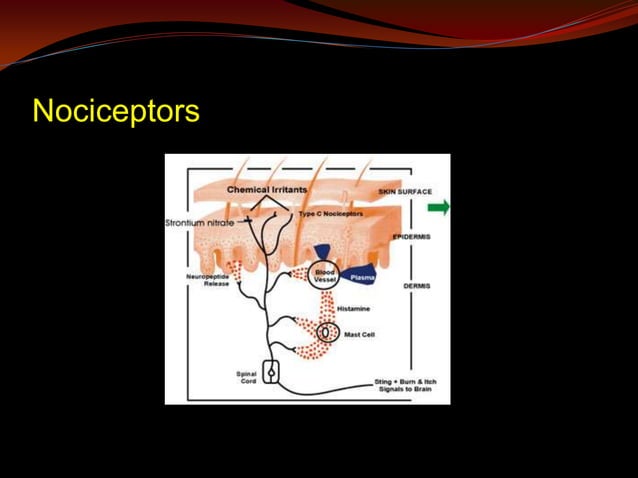 Functional neuroanatomy and physiology of masticatory system | PPTX