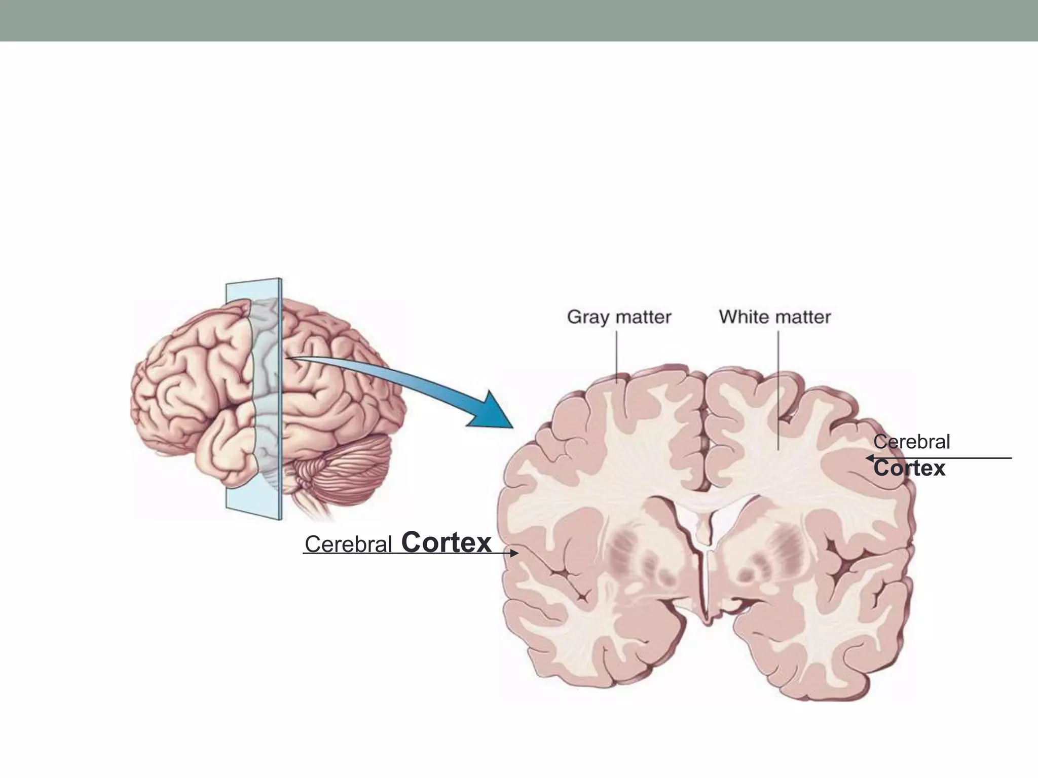 Functional neuroanatomy of brain | PPTX