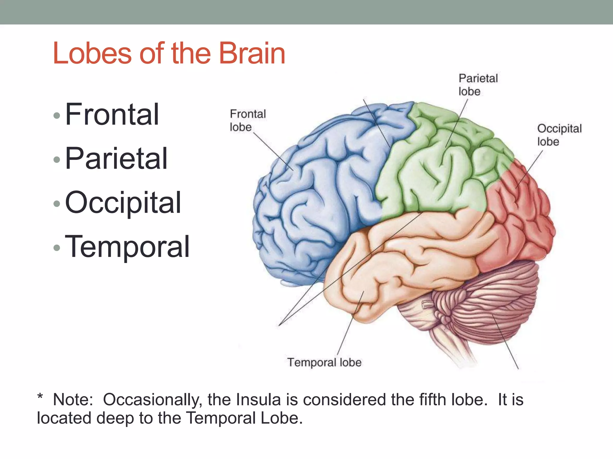 Functional neuroanatomy of brain | PPTX