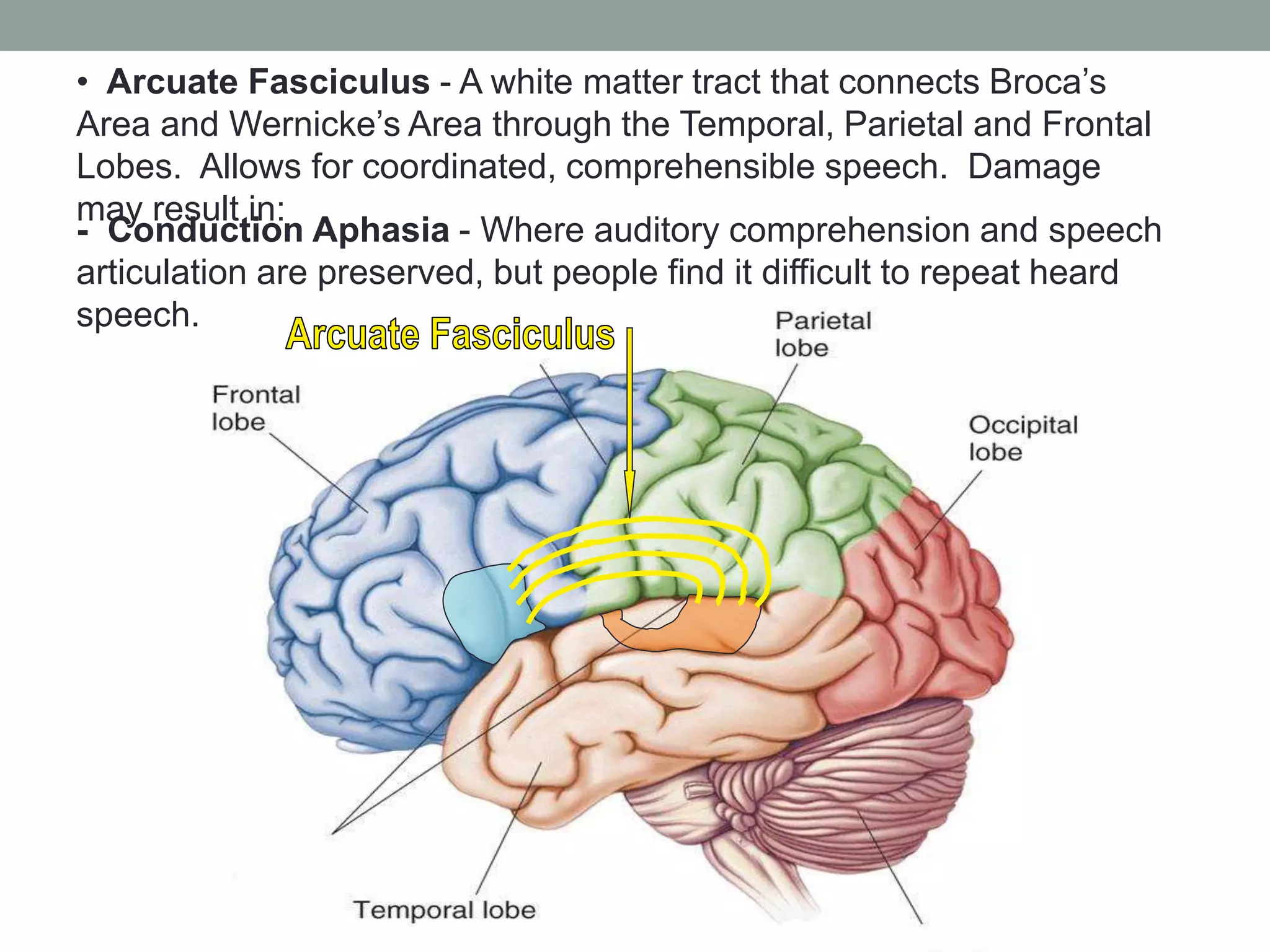 Functional neuroanatomy of brain | PPTX