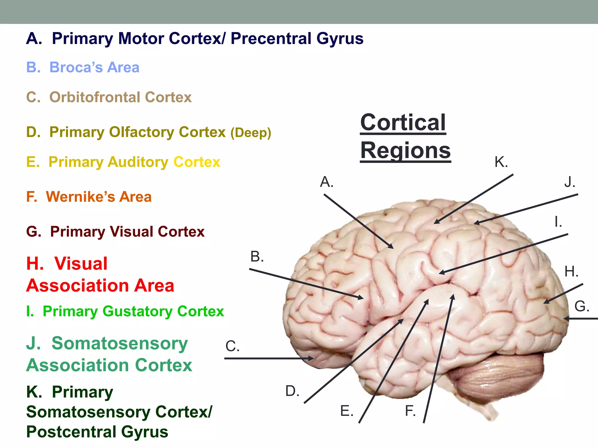 Functional neuroanatomy of brain | PPTX