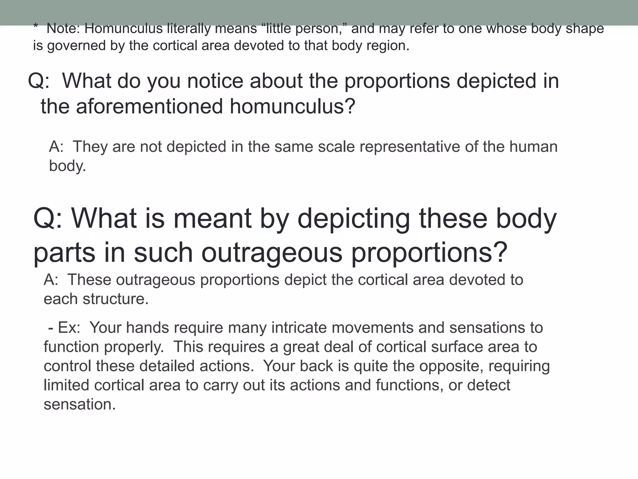 Functional neuroanatomy of brain | PPTX