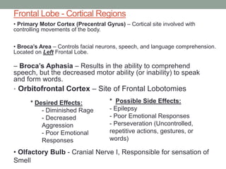 Functional neuroanatomy of brain | PPTX
