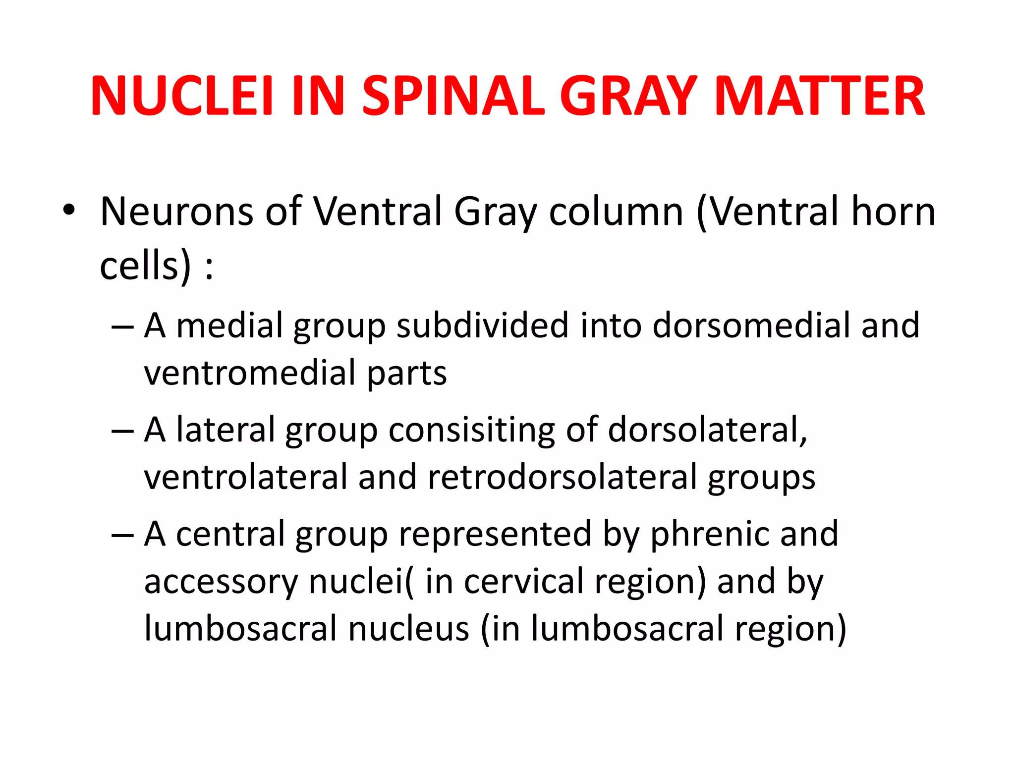 Functional neuroanatomy of spinal cord | PPTX