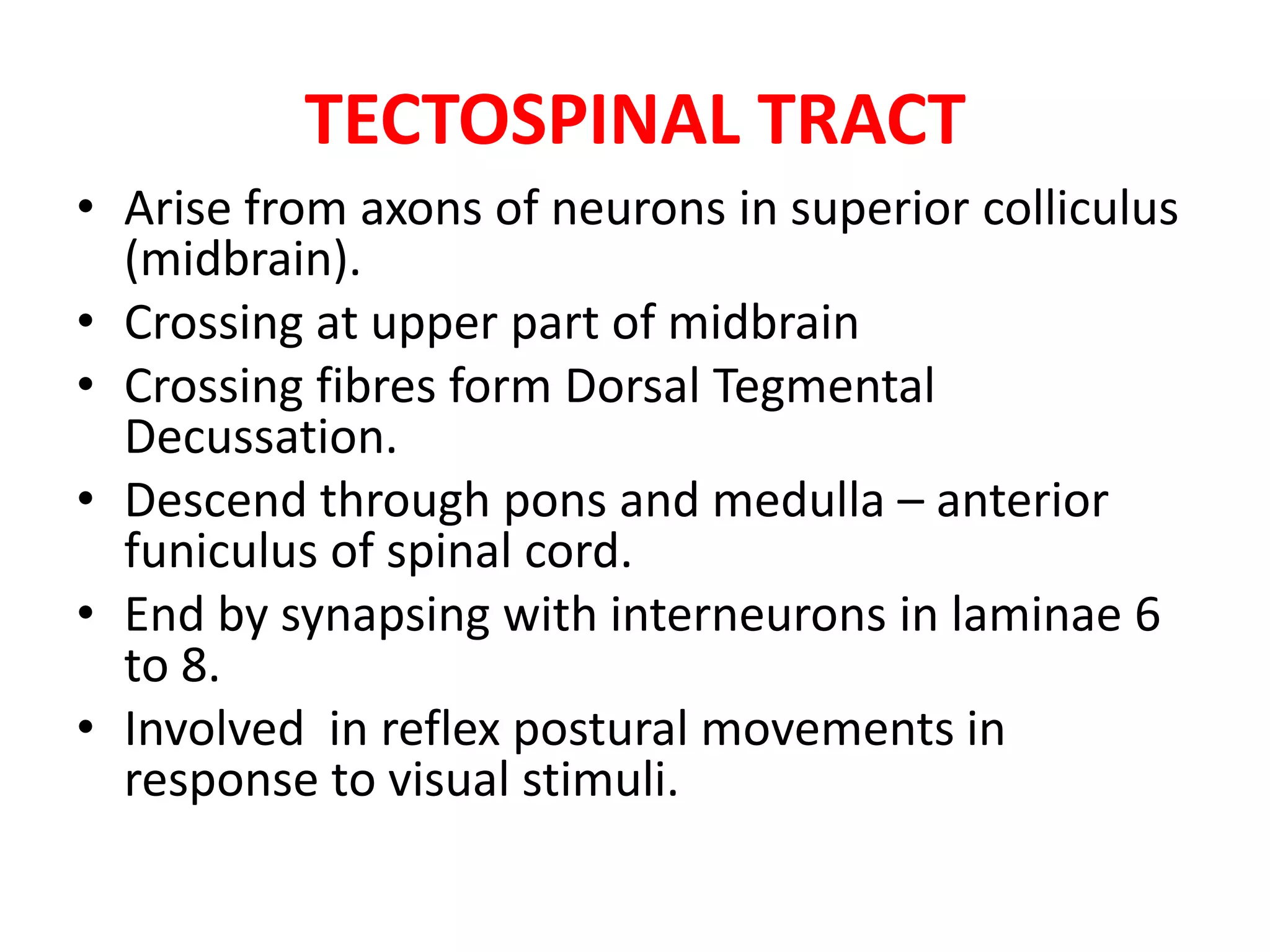 Functional neuroanatomy of spinal cord | PPTX