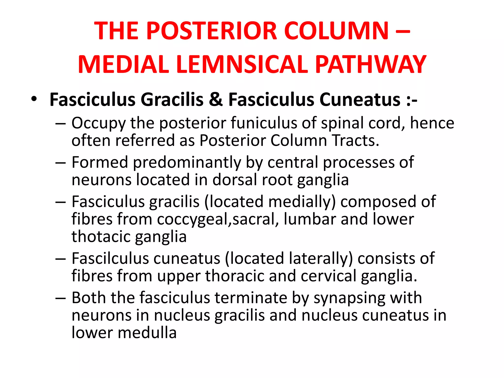 Functional neuroanatomy of spinal cord | PPTX