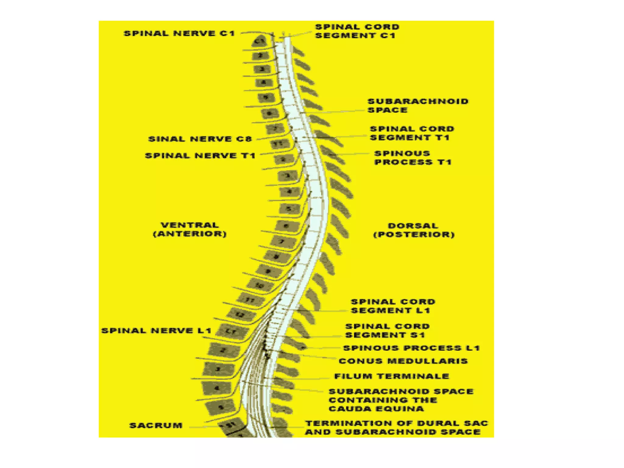 Functional neuroanatomy of spinal cord | PPTX