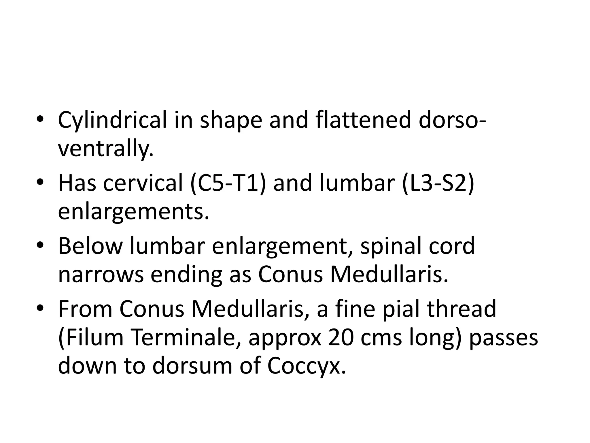Functional neuroanatomy of spinal cord | PPTX