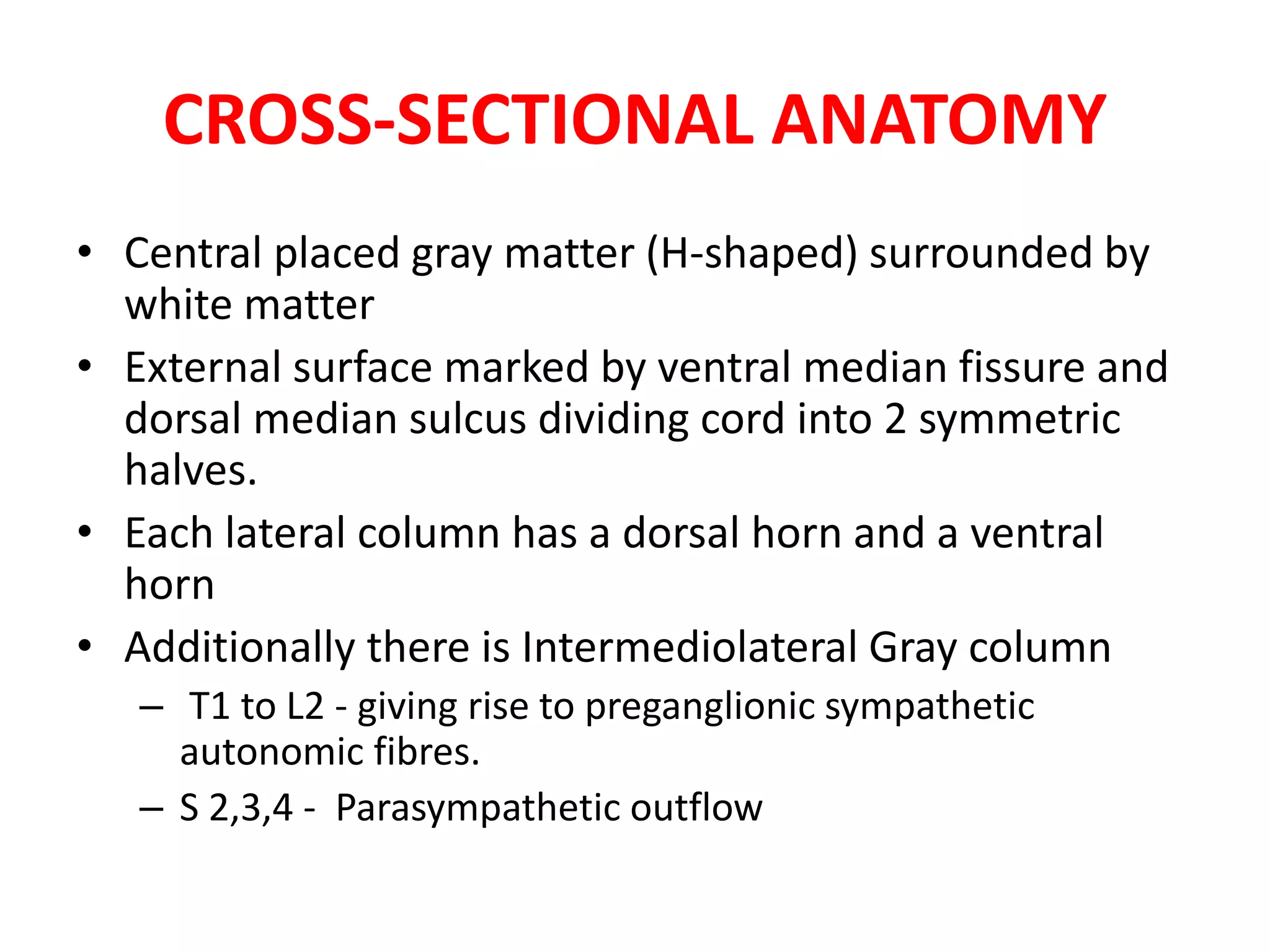 Functional neuroanatomy of spinal cord | PPTX