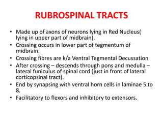 Functional neuroanatomy of spinal cord | PPTX