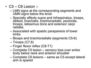 Functional neuroanatomy of spinal cord | PPTX