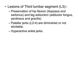 Functional neuroanatomy of spinal cord | PPTX