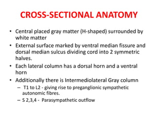 Functional neuroanatomy of spinal cord | PPTX