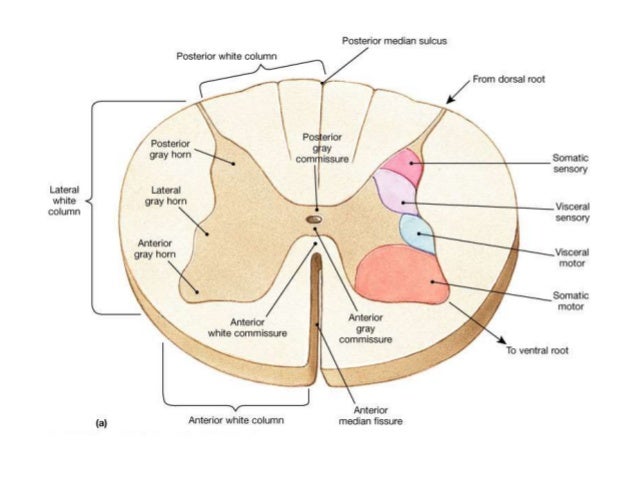 Spinal Cord Nucleus | Dorsal Nucleus Of Clarke – QOSSKE