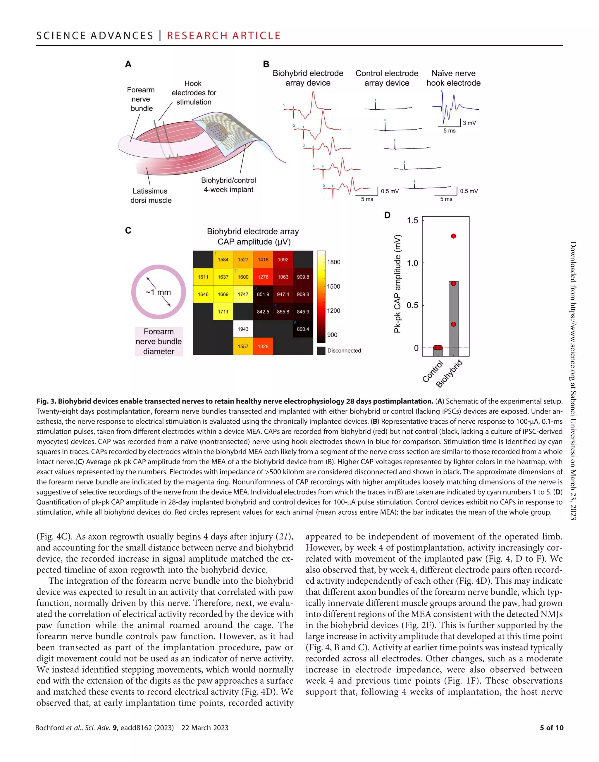 Functional neurological restoration of amputated peripheral nerve using biohybrid regenerative ...