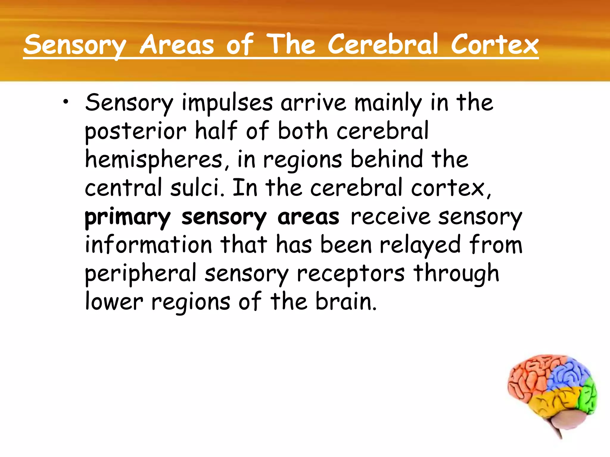 Functional Organization Of The Cerebral Cortex I Sensory And Motor Cortex