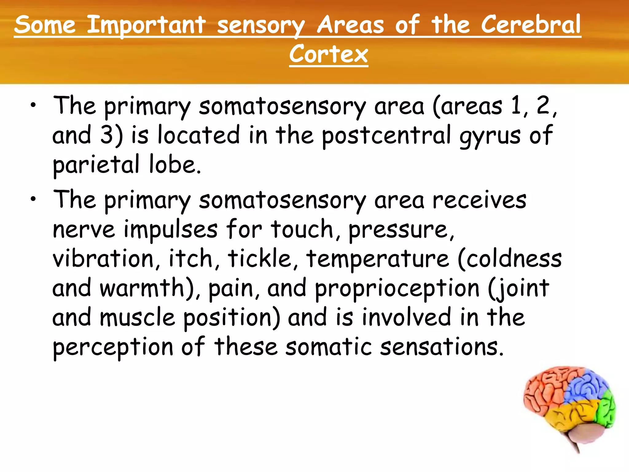 Functional Organization Of The Cerebral Cortex I Sensory And Motor Cortex