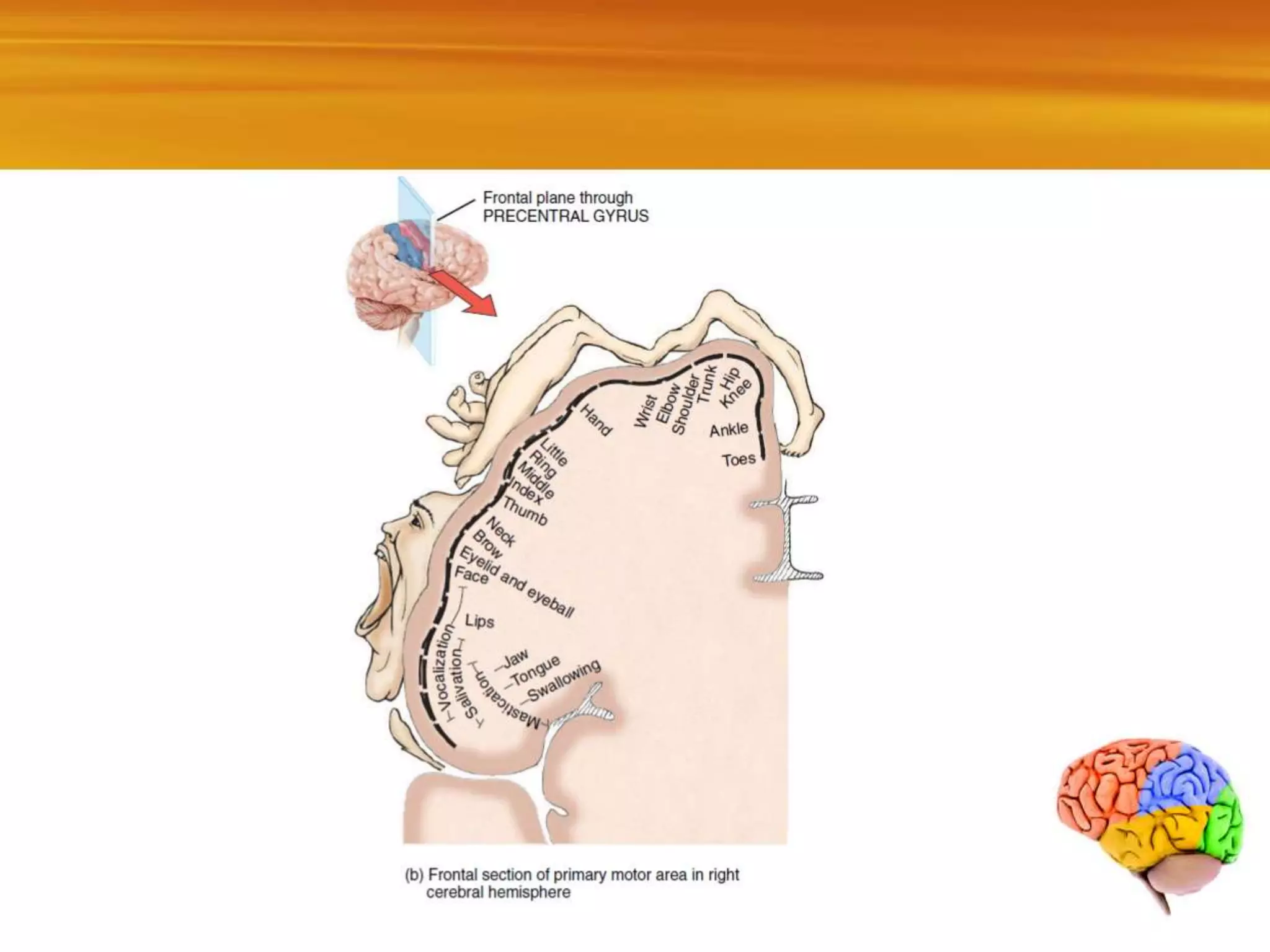 Functional Organization Of The Cerebral Cortex I Sensory And Motor Cortex