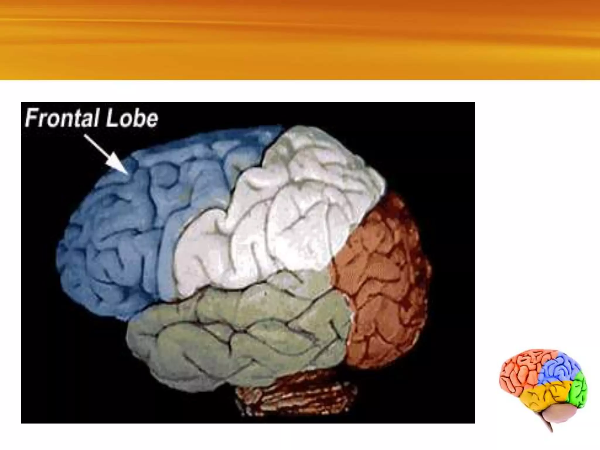 Functional Organization Of The Cerebral Cortex I Sensory And Motor Cortex