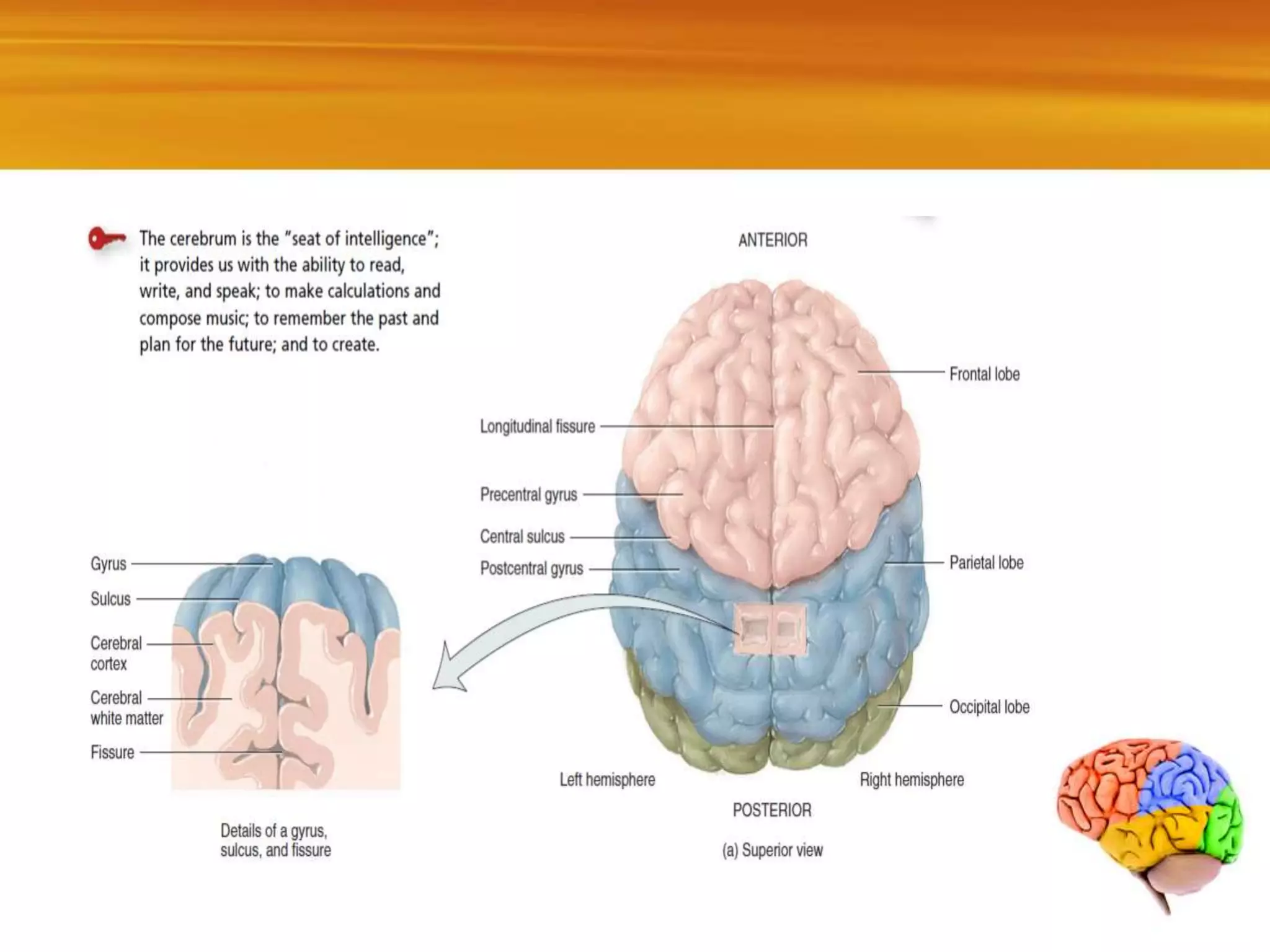 Functional Organization Of The Cerebral Cortex I Sensory And Motor Cortex
