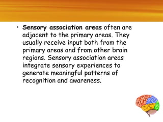 Functional organization of the cerebral cortex i sensory & motor cortex ...