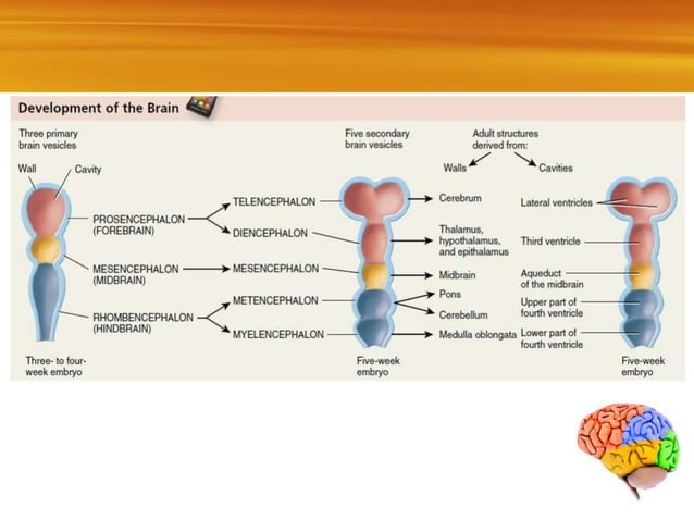 Functional Organization Of The Cerebral Cortex I Sensory And Motor Cortex