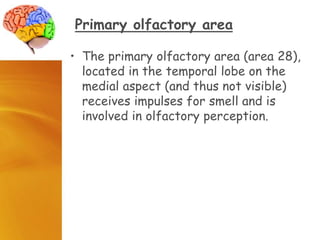 Functional organization of the cerebral cortex i sensory & motor cortex ...