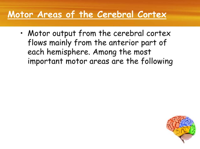 Functional organization of the cerebral cortex i sensory & motor cortex | PPTX