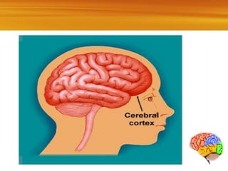 Functional organization of the cerebral cortex i sensory & motor cortex | PPTX